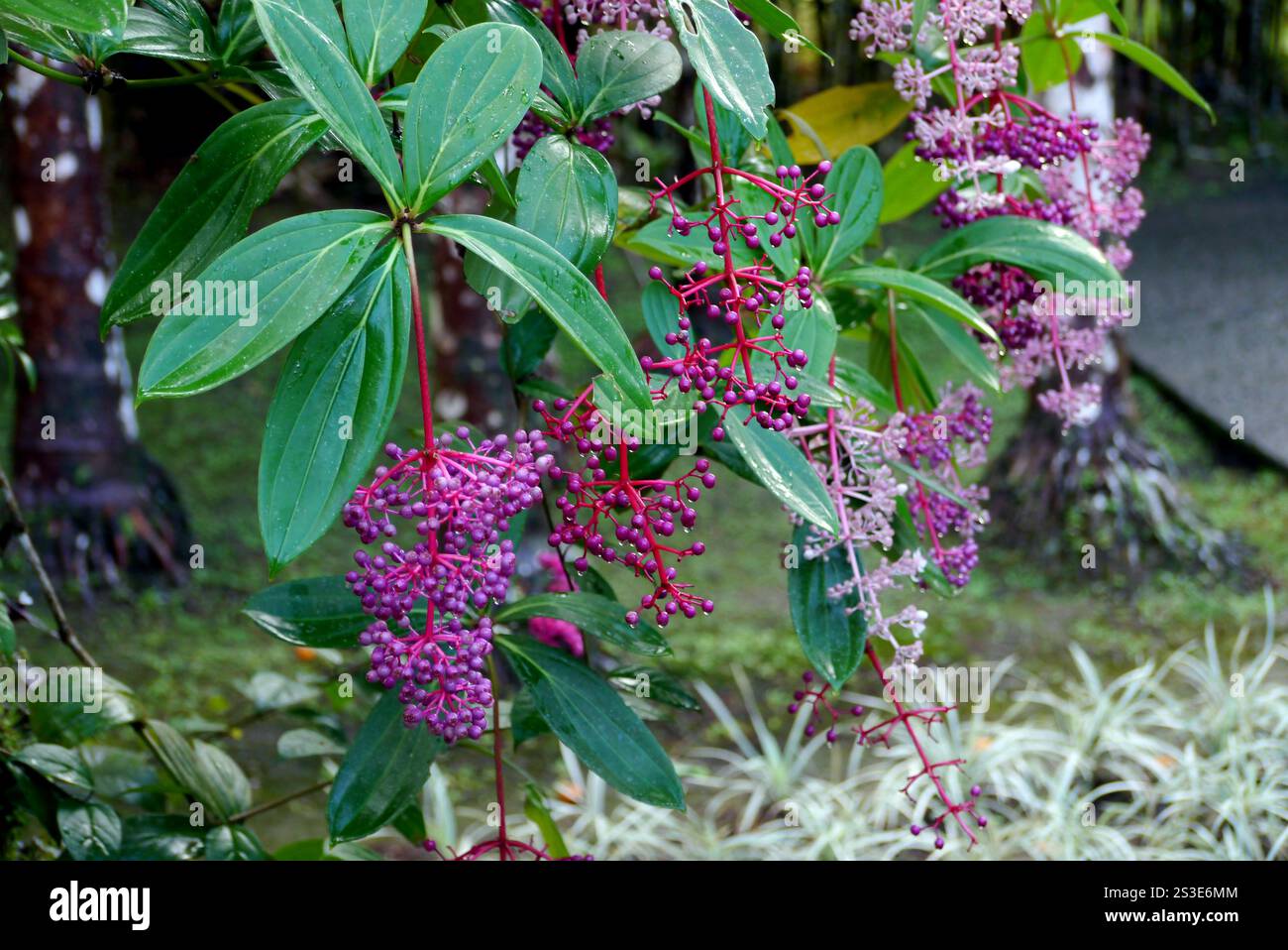 Pink Medinilla Magnifica 'Rose Grape' Berries grown at Jardin de Balata ...