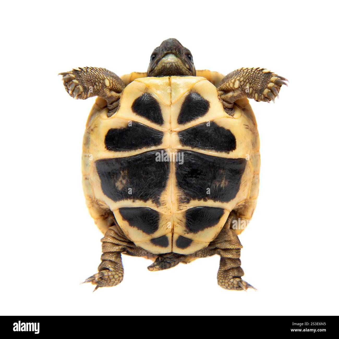 Plastron of a Young turtle, Hermann's tortoise, isolated on white Stock ...