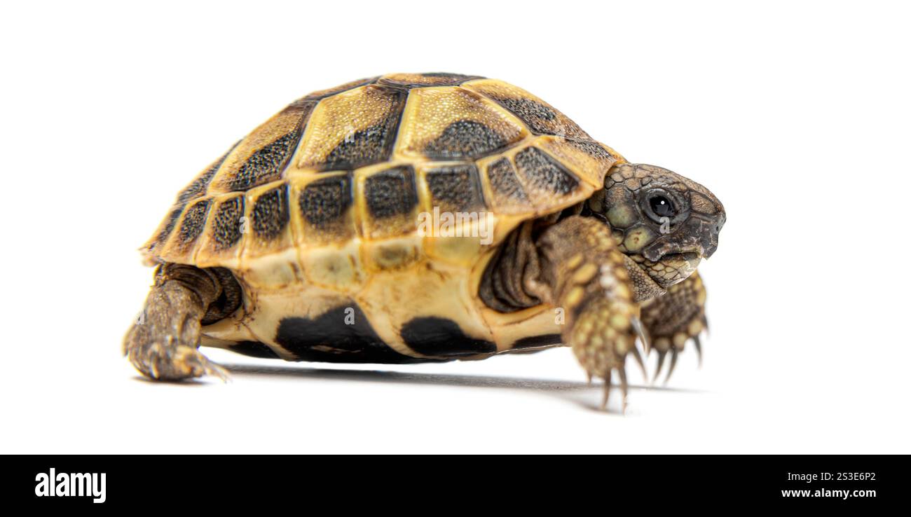 Side view of a Young turtle, Hermann's tortoise, Testudo hermanni ...