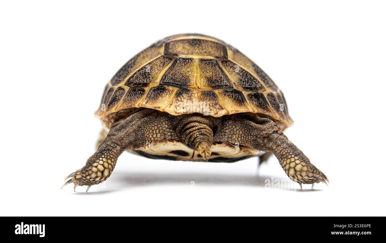 Rear view of a Young Hermann's tortoise wolking away, Testudo hermanni ...