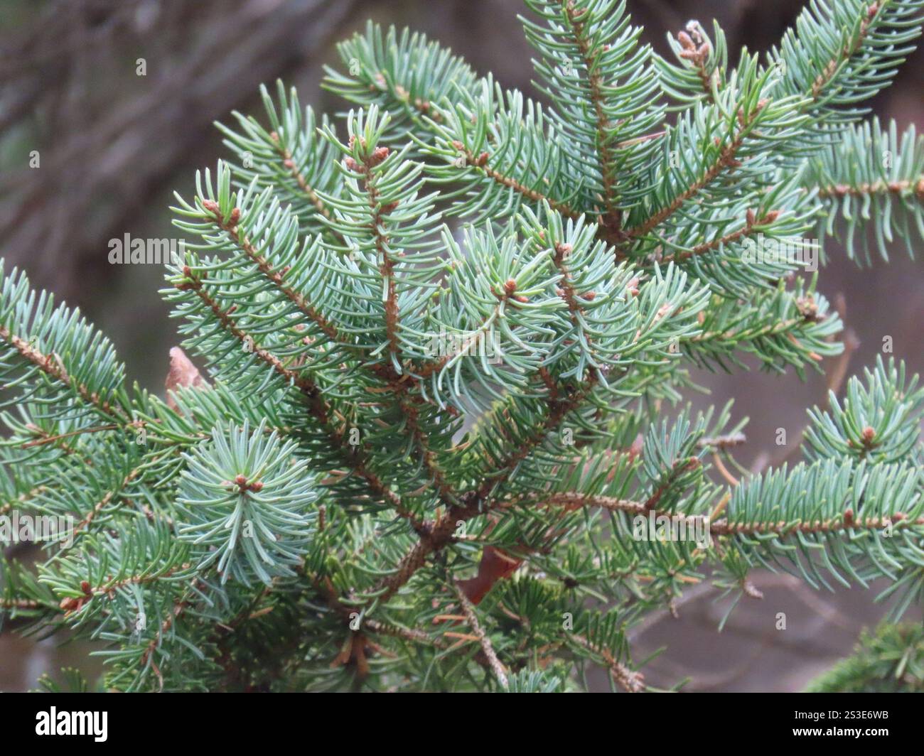 white spruce (Picea glauca Stock Photo - Alamy