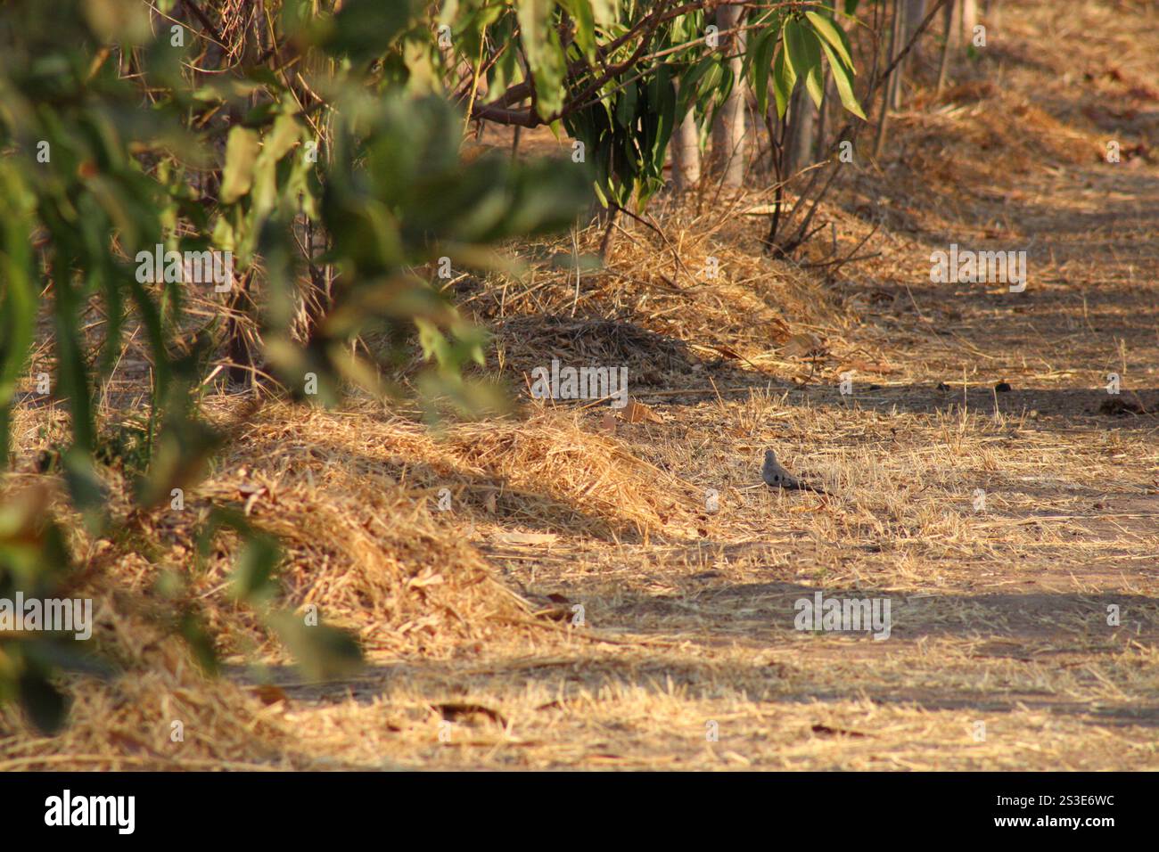 Namaqua Dove (Oena capensis Stock Photo - Alamy