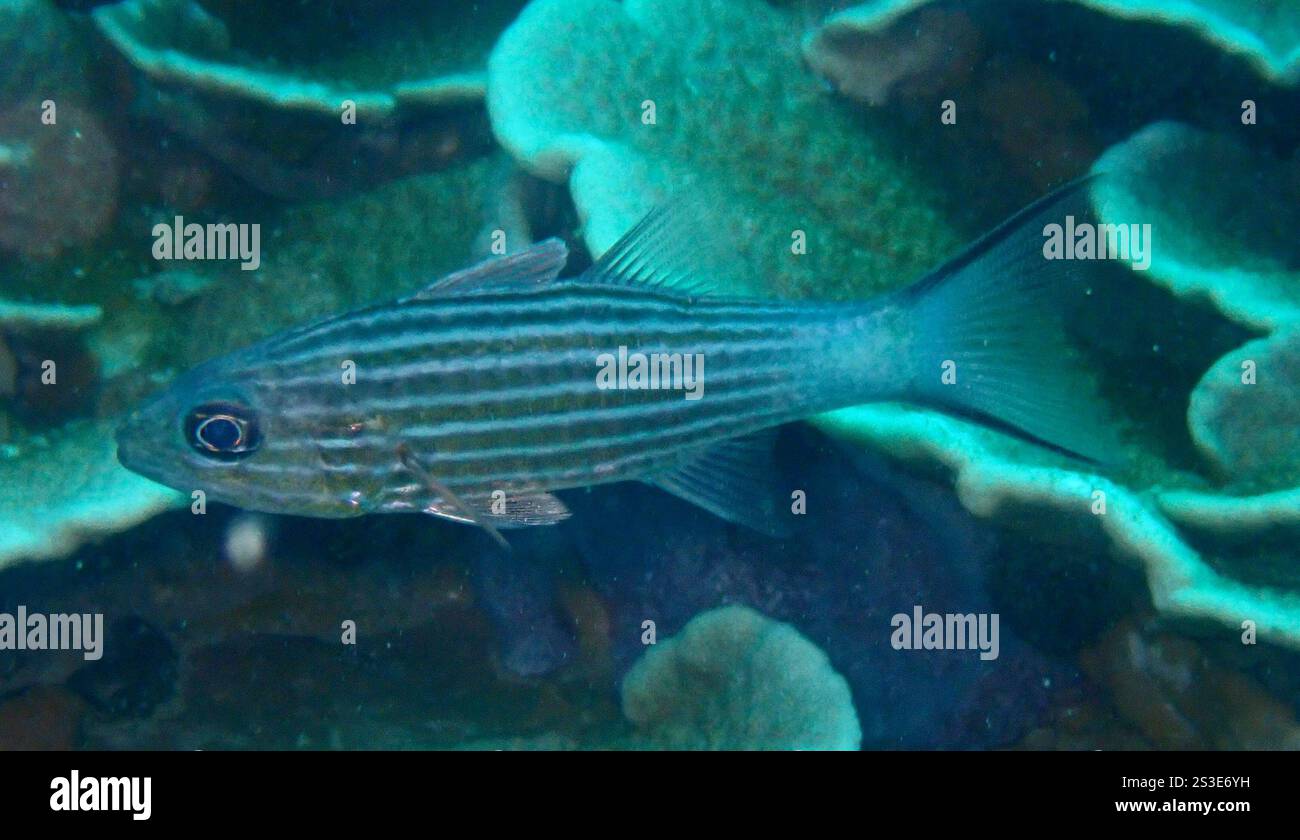 Tiger Cardinalfish (Cheilodipterus macrodon Stock Photo - Alamy