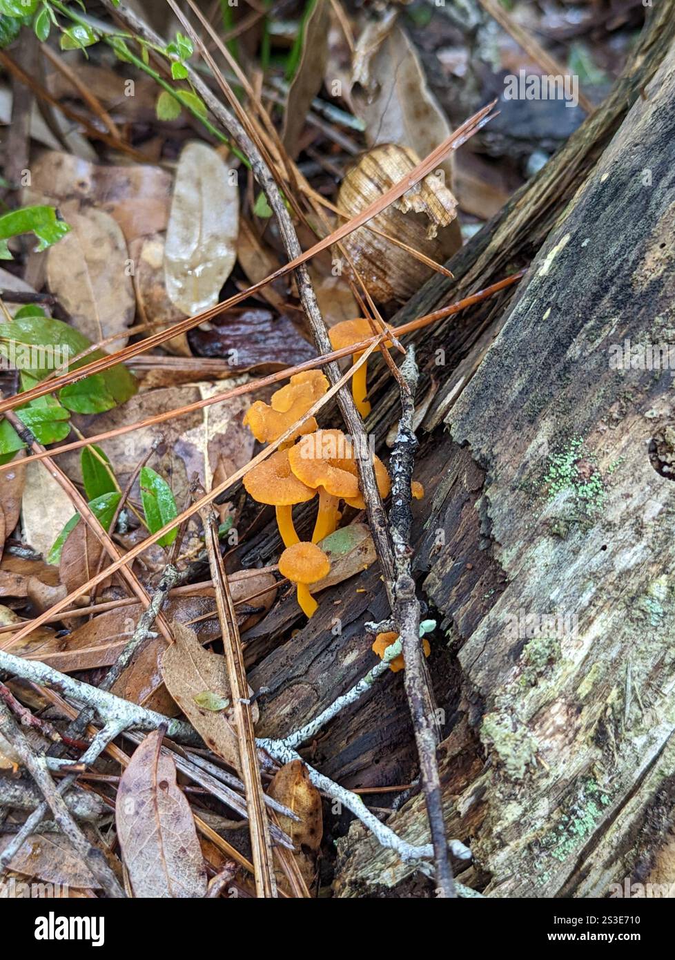 flame trumpet (Craterellus ignicolor Stock Photo - Alamy