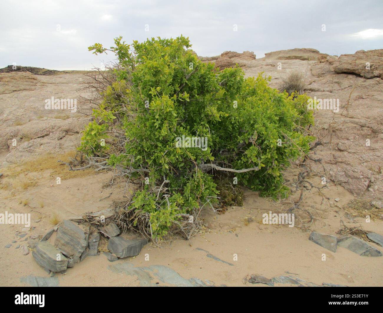 toothbrush tree (Salvadora persica Stock Photo - Alamy