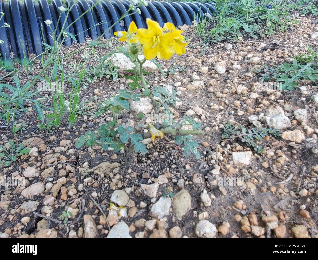 buffalo-bur (Solanum rostratum Stock Photo - Alamy