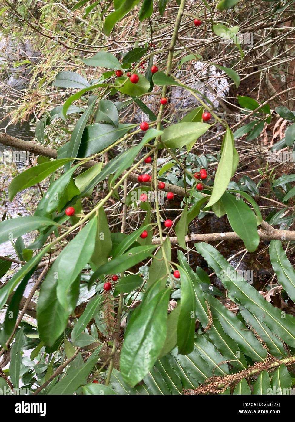 dahoon holly (Ilex cassine Stock Photo - Alamy