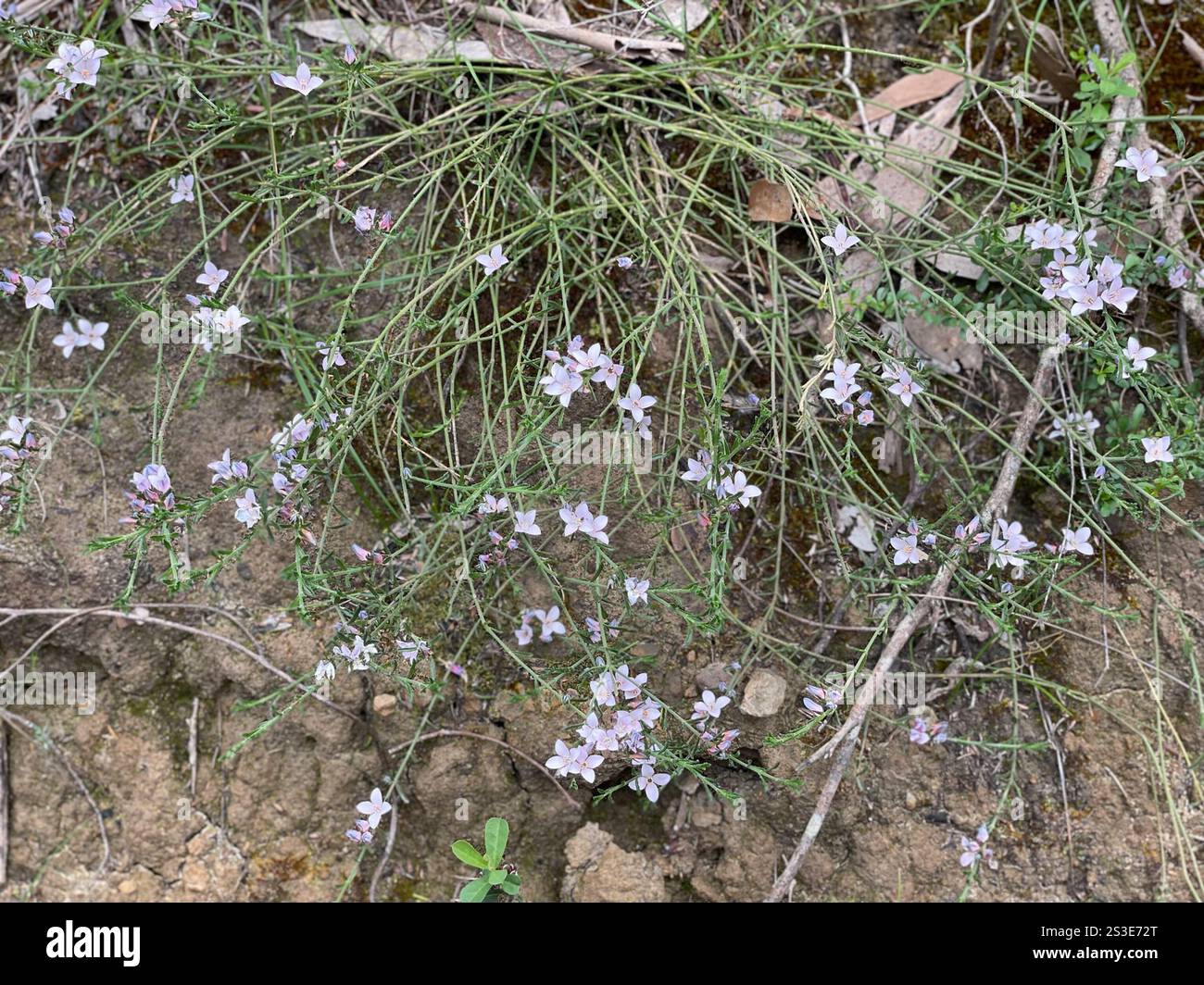 (Cyanothamnus coerulescens coerulescens Stock Photo - Alamy