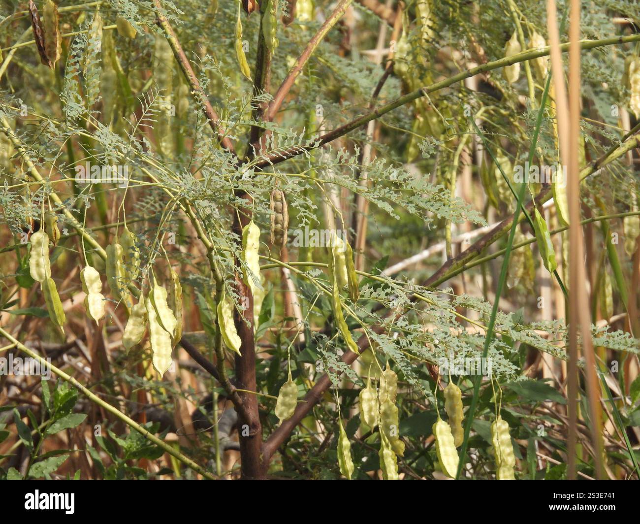 Rattlebush (Sesbania drummondii Stock Photo - Alamy