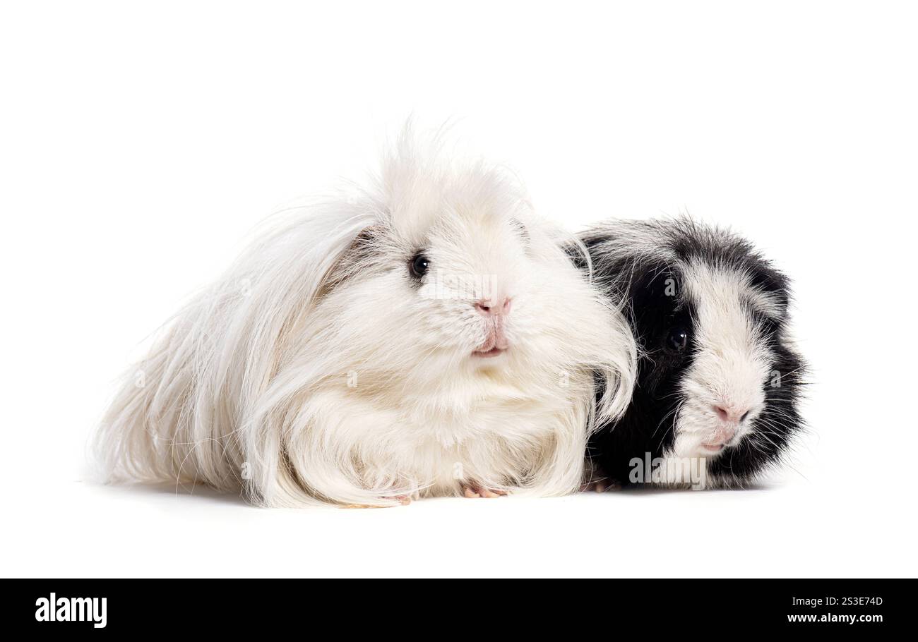 Studio shot two guinea pigs hi-res stock photography and images - Alamy