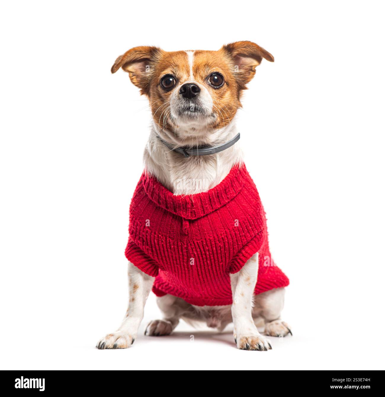 Mongrel Mix chihuahua and jack russell terrier wearing a red wollen dog ...