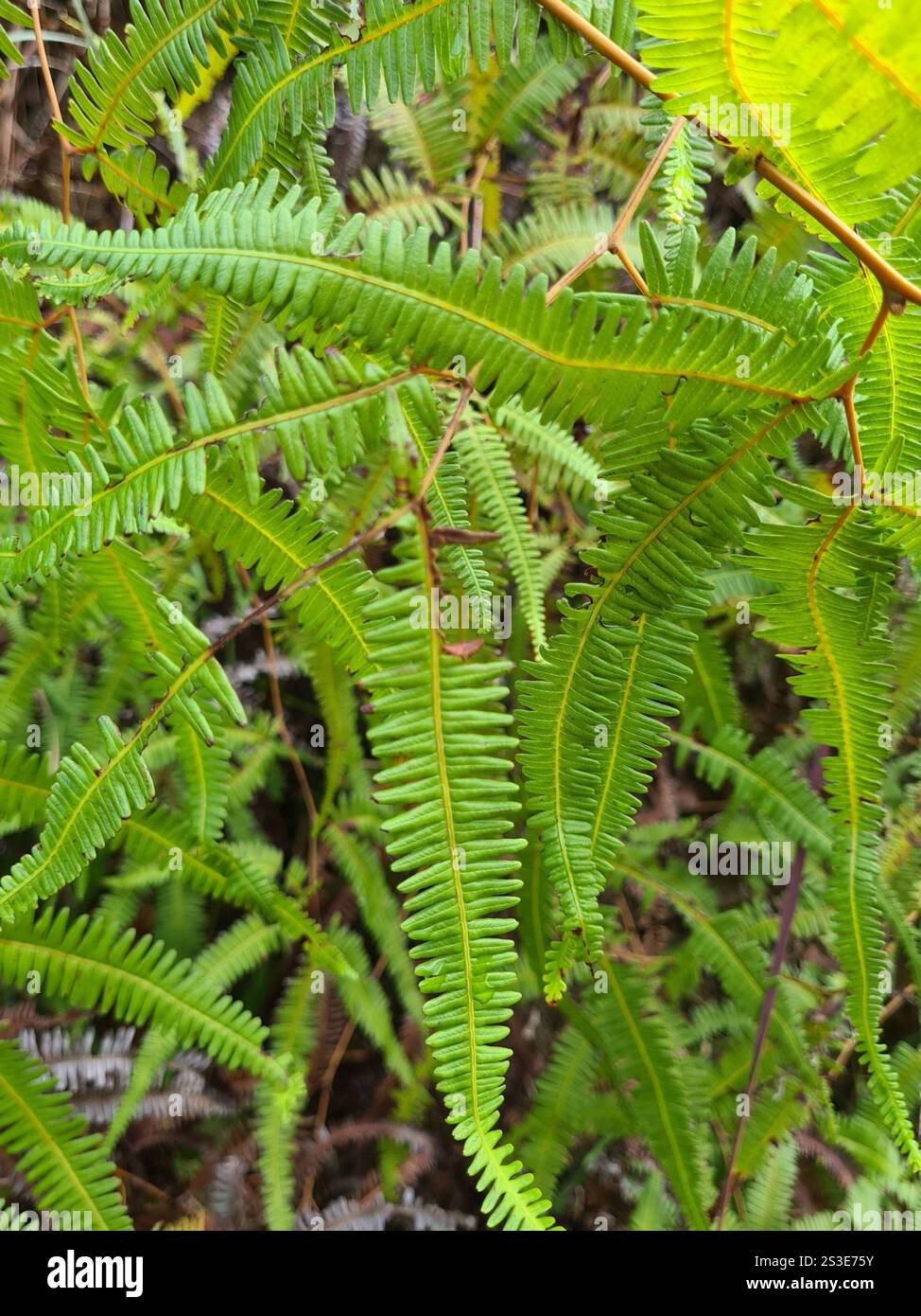 Gleichenella pectinata hi-res stock photography and images - Alamy