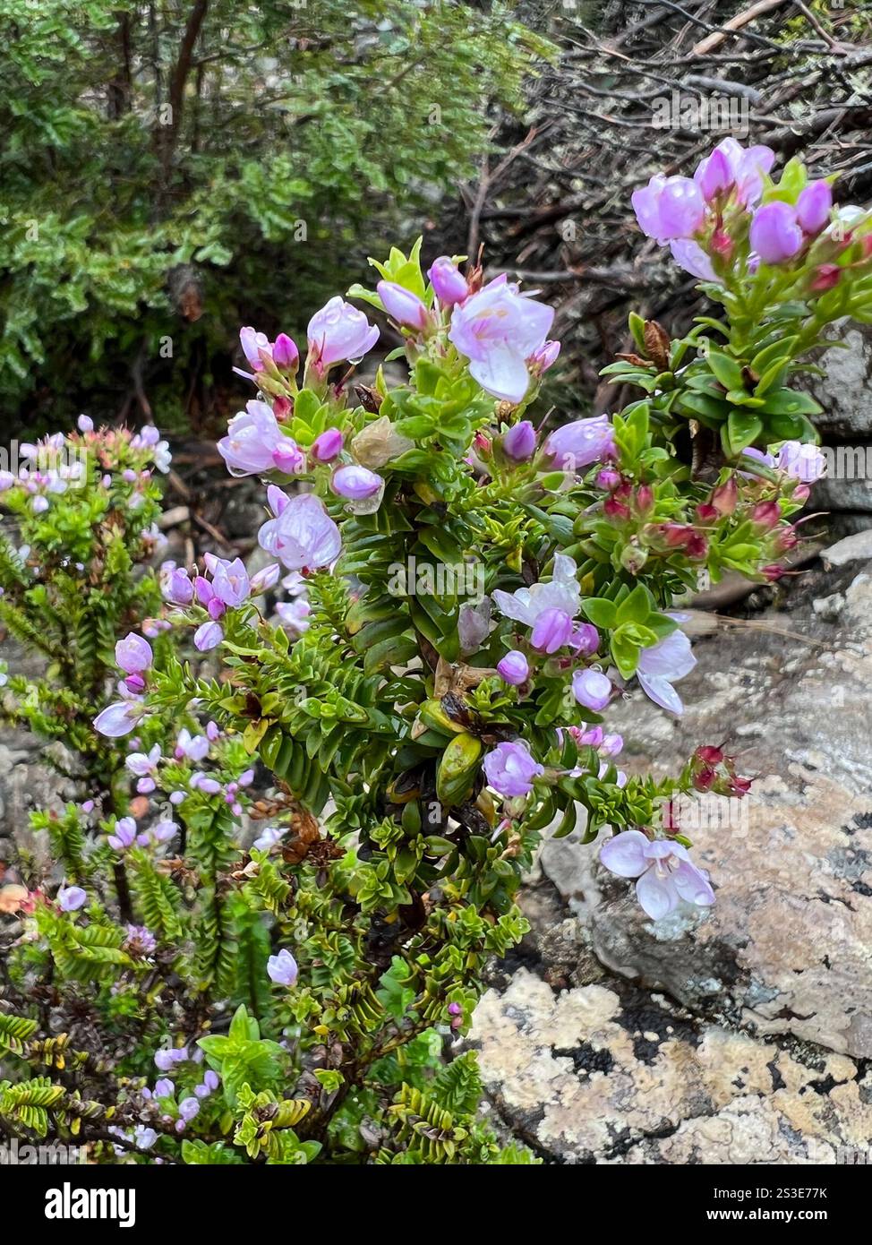 Veronica formosa hi-res stock photography and images - Alamy