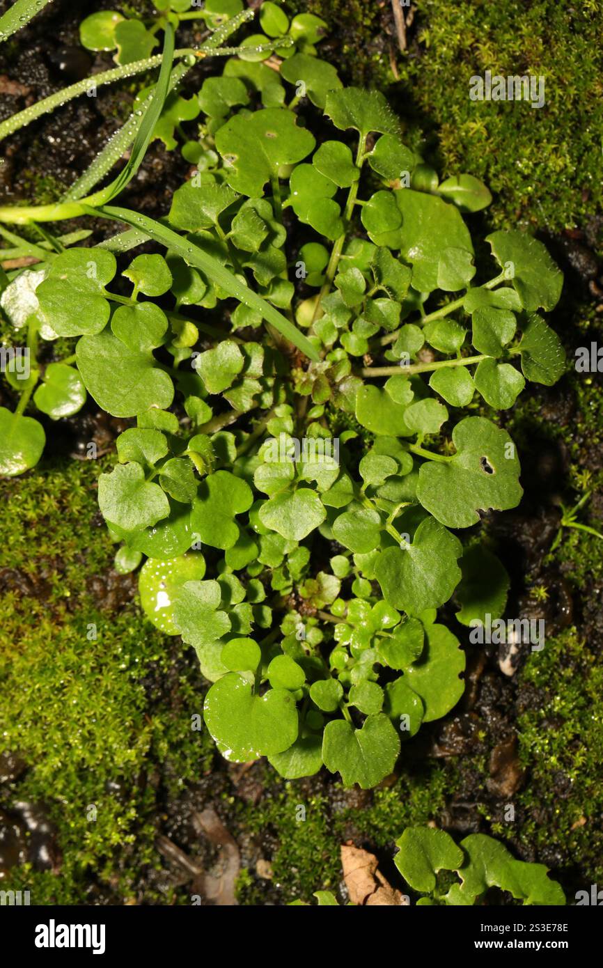 hairy bittercress (Cardamine hirsuta Stock Photo - Alamy