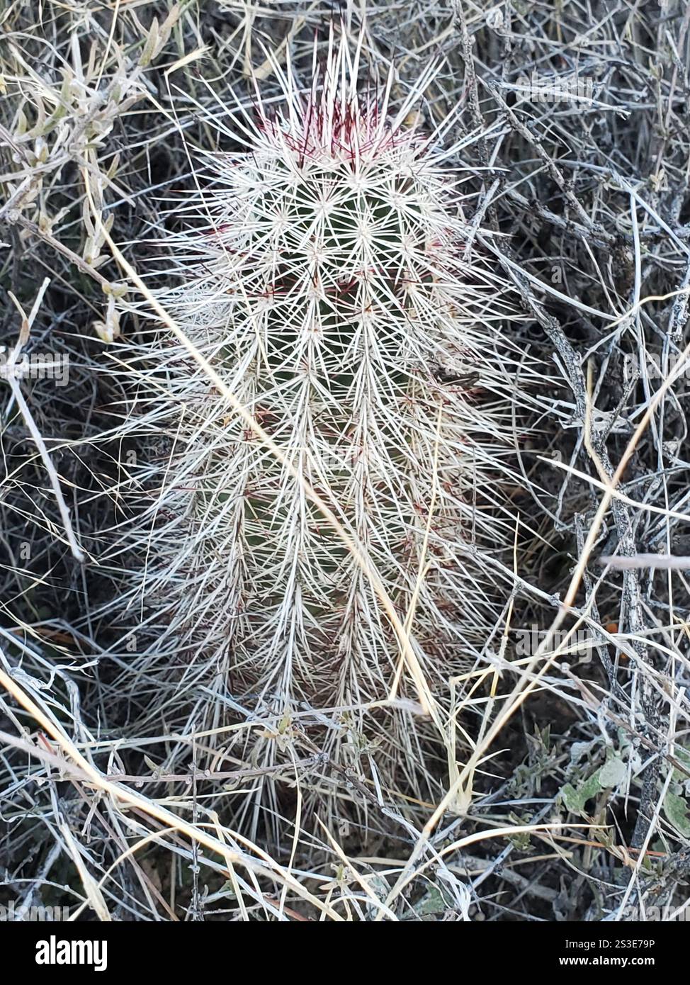 Texas Hedgehog Cactus (Echinocereus chloranthus chloranthus Stock Photo ...
