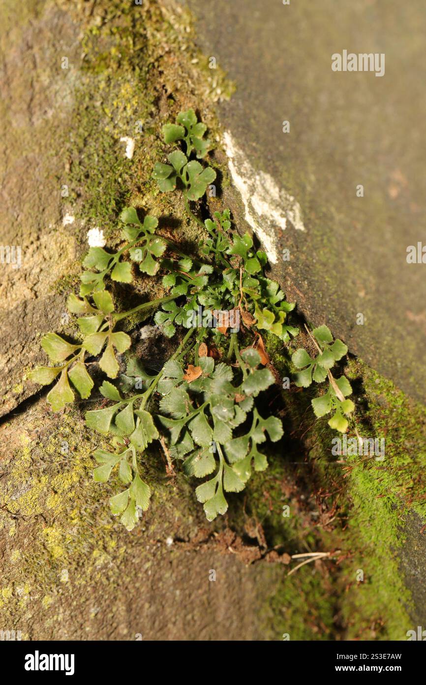 wall-rue (Asplenium ruta-muraria Stock Photo - Alamy