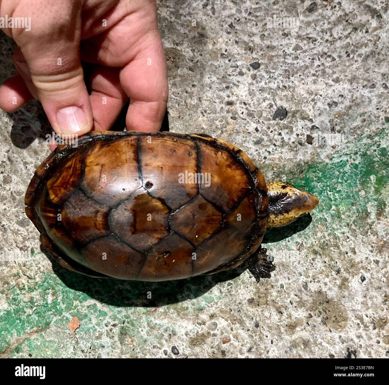 Southern White-lipped Mud Turtle (Kinosternon leucostomum postinguinale ...