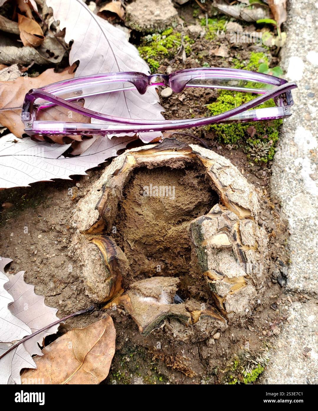 Many-rooted Earthball (Scleroderma polyrhizum Stock Photo - Alamy