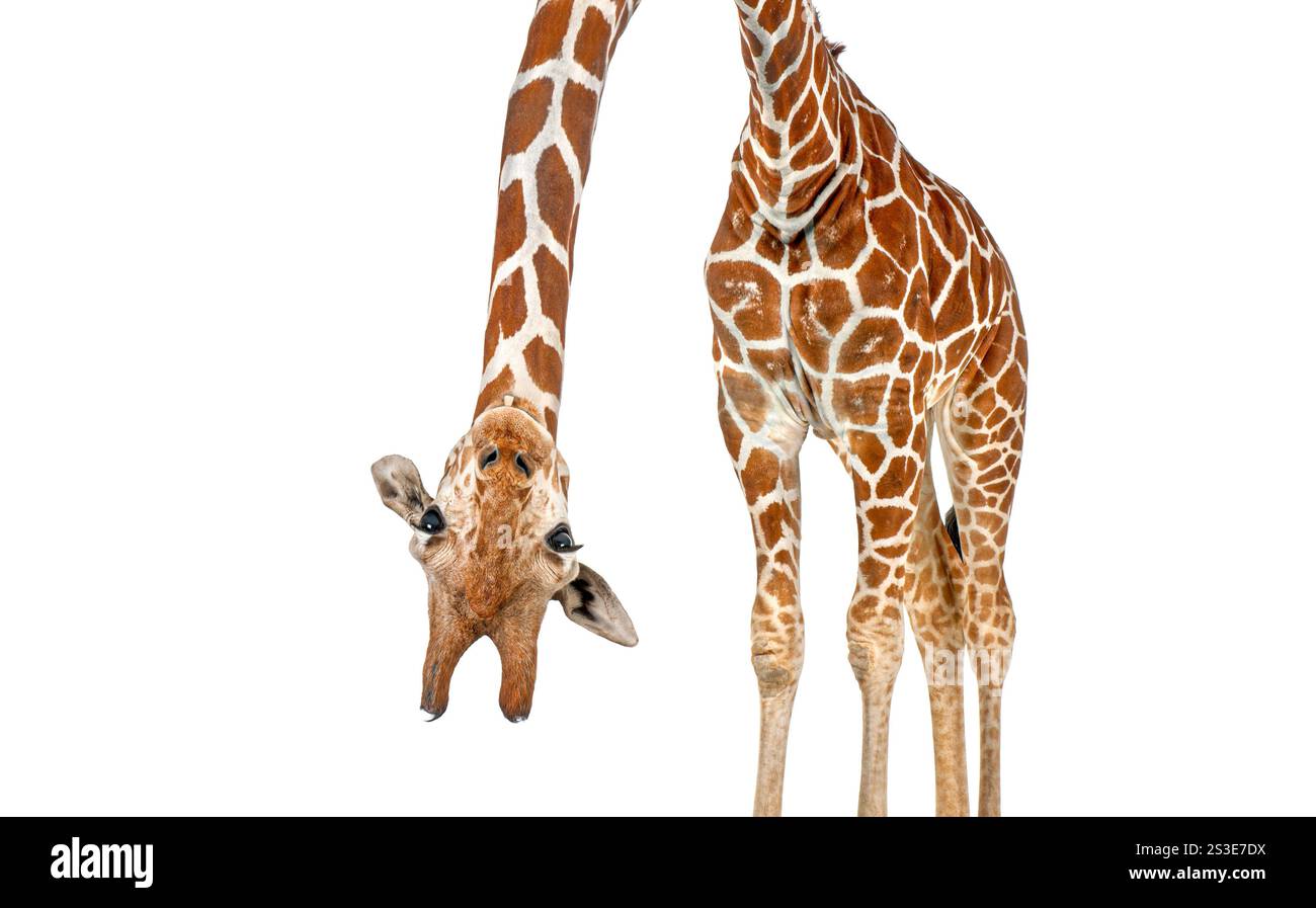 caricature of a funny and cute giraffe upside down with teeth and big eyes. Perspective effect ...