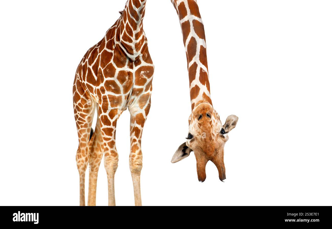 Somali Giraffe, commonly known as Reticulated Giraffe, Giraffa ...