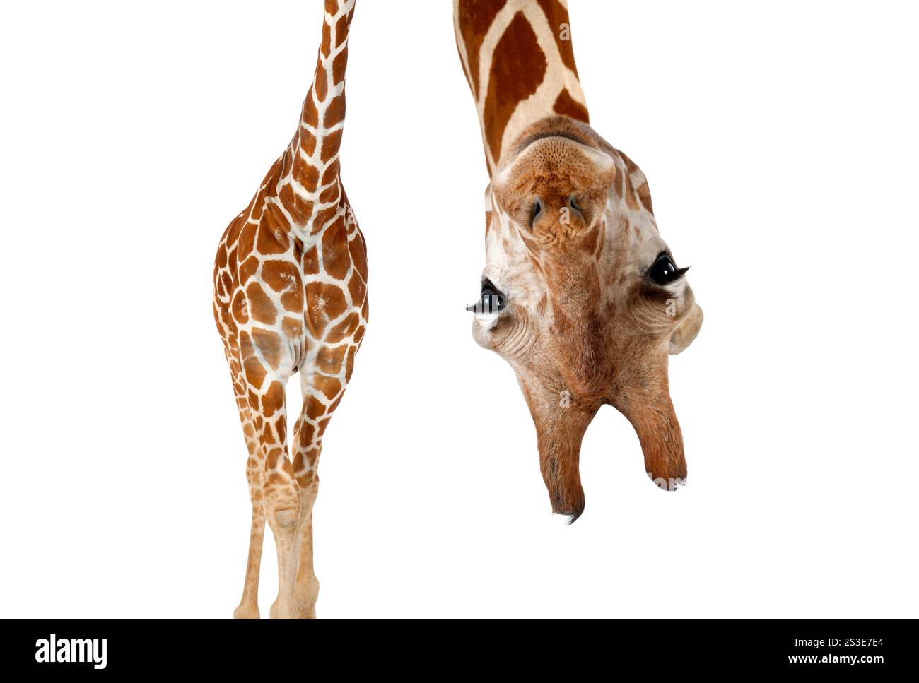 Somali Giraffe, commonly known as Reticulated Giraffe, Giraffa ...