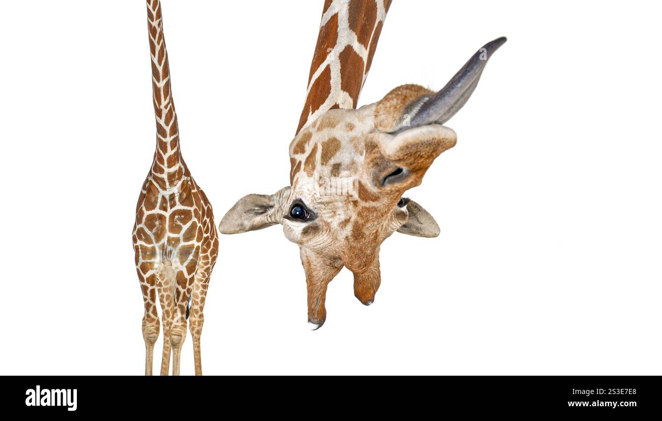 Portrait of a funny and cute giraffe upside down sticking tongue out ...