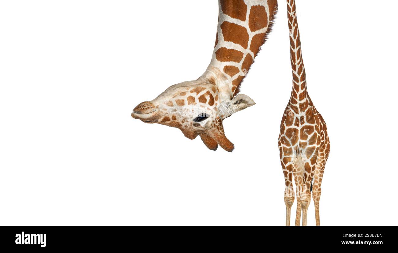 Portrait of a funny and cute giraffe upside down; head down. with a ...