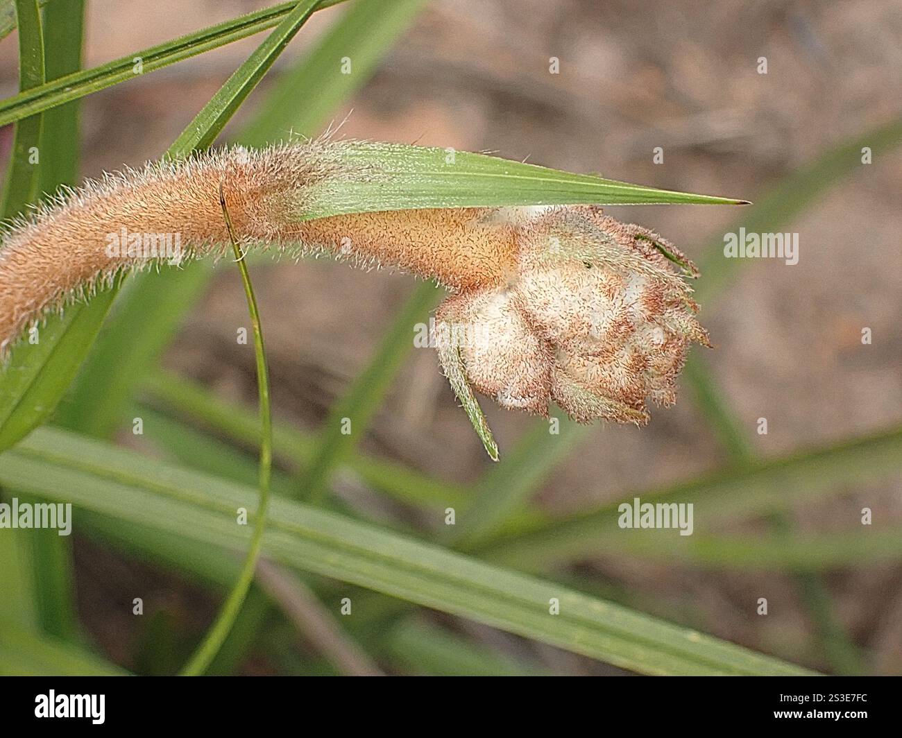 Lambstail (Lanaria lanata Stock Photo - Alamy