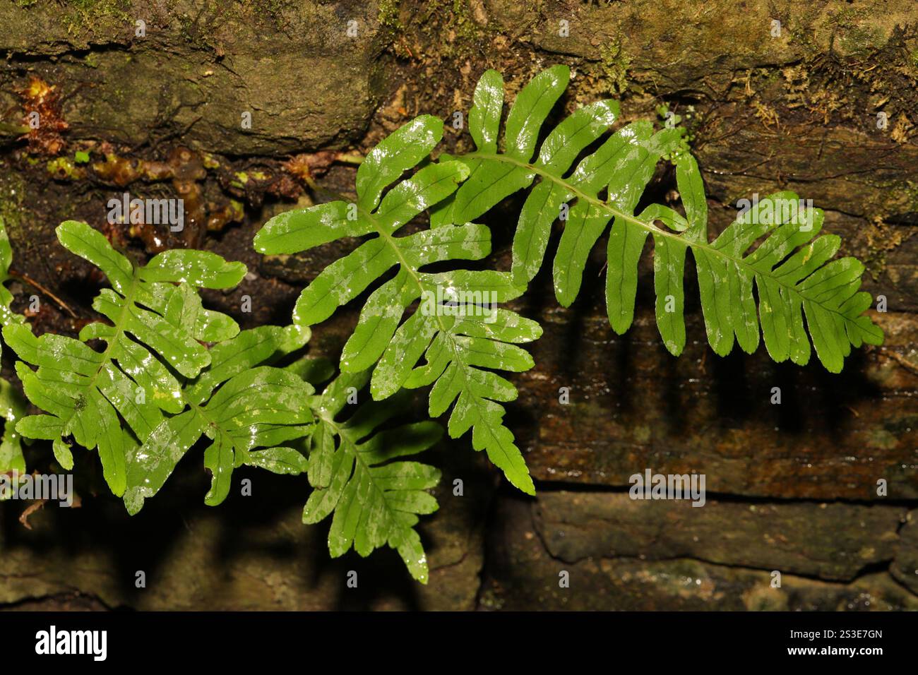 polypody ferns (Polypodium Stock Photo - Alamy