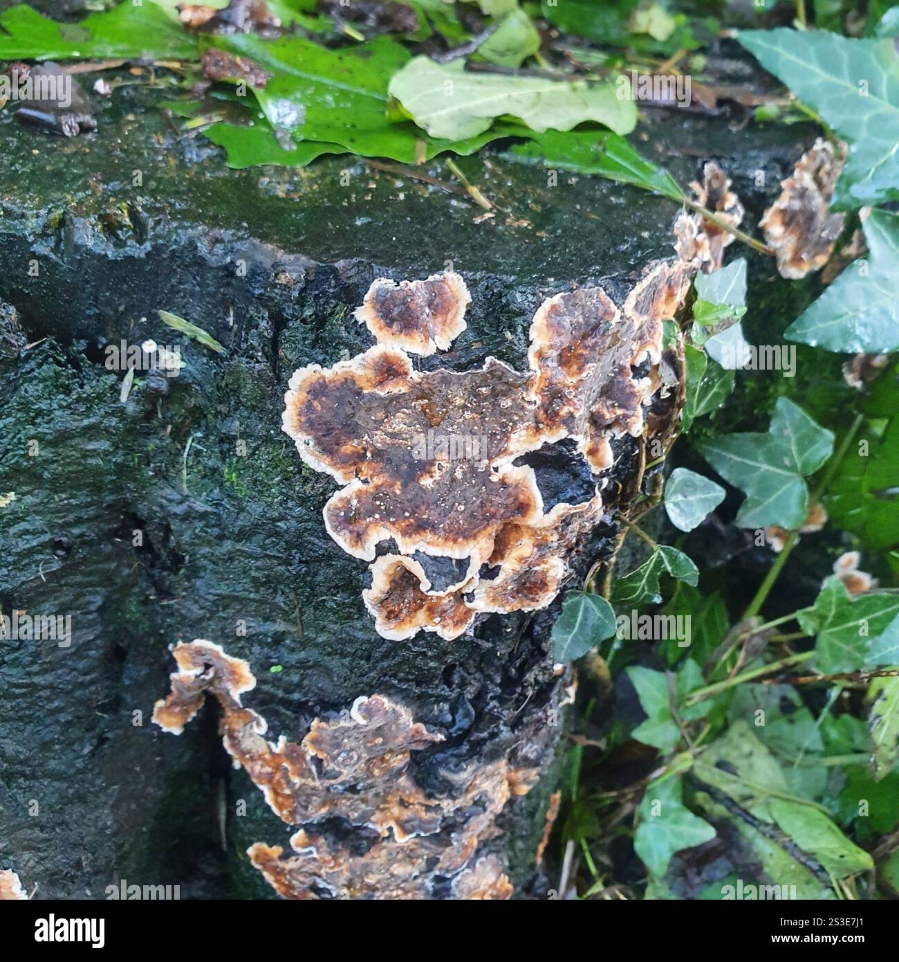 Broadleaf Bleeding-crust (Stereum rugosum Stock Photo - Alamy