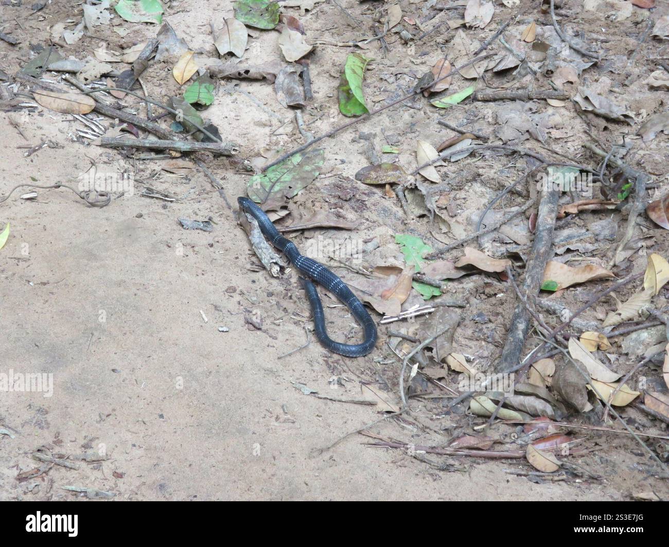 Angolan Garter Snake (Elapsoidea semiannulata Stock Photo - Alamy