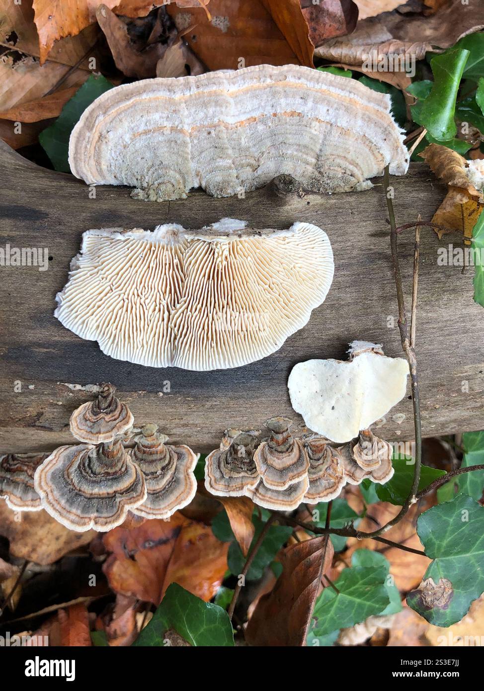 Gilled Polypore (Trametes betulina Stock Photo - Alamy
