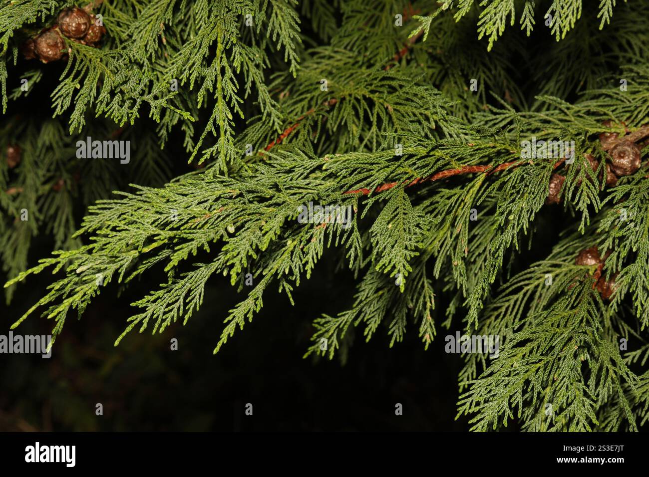 Lawson's cypress (Chamaecyparis lawsoniana Stock Photo - Alamy