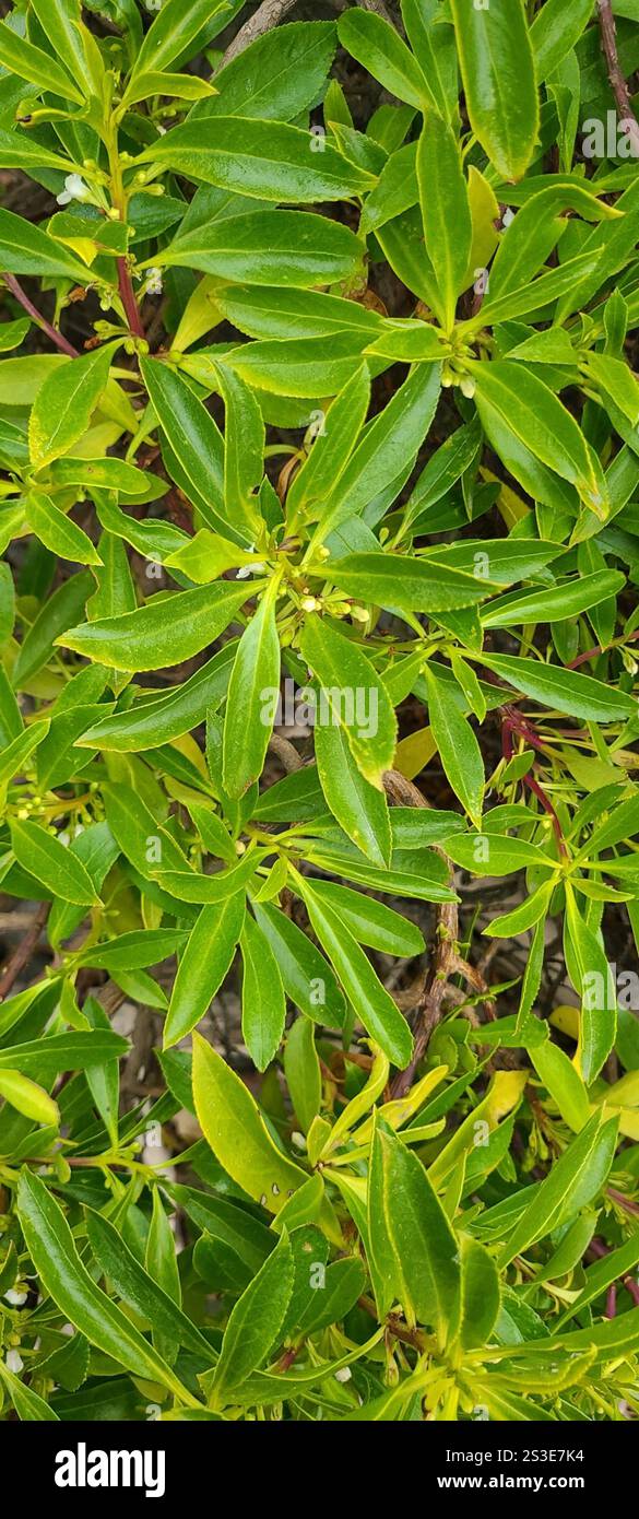 Myoporum insulare hi-res stock photography and images - Alamy