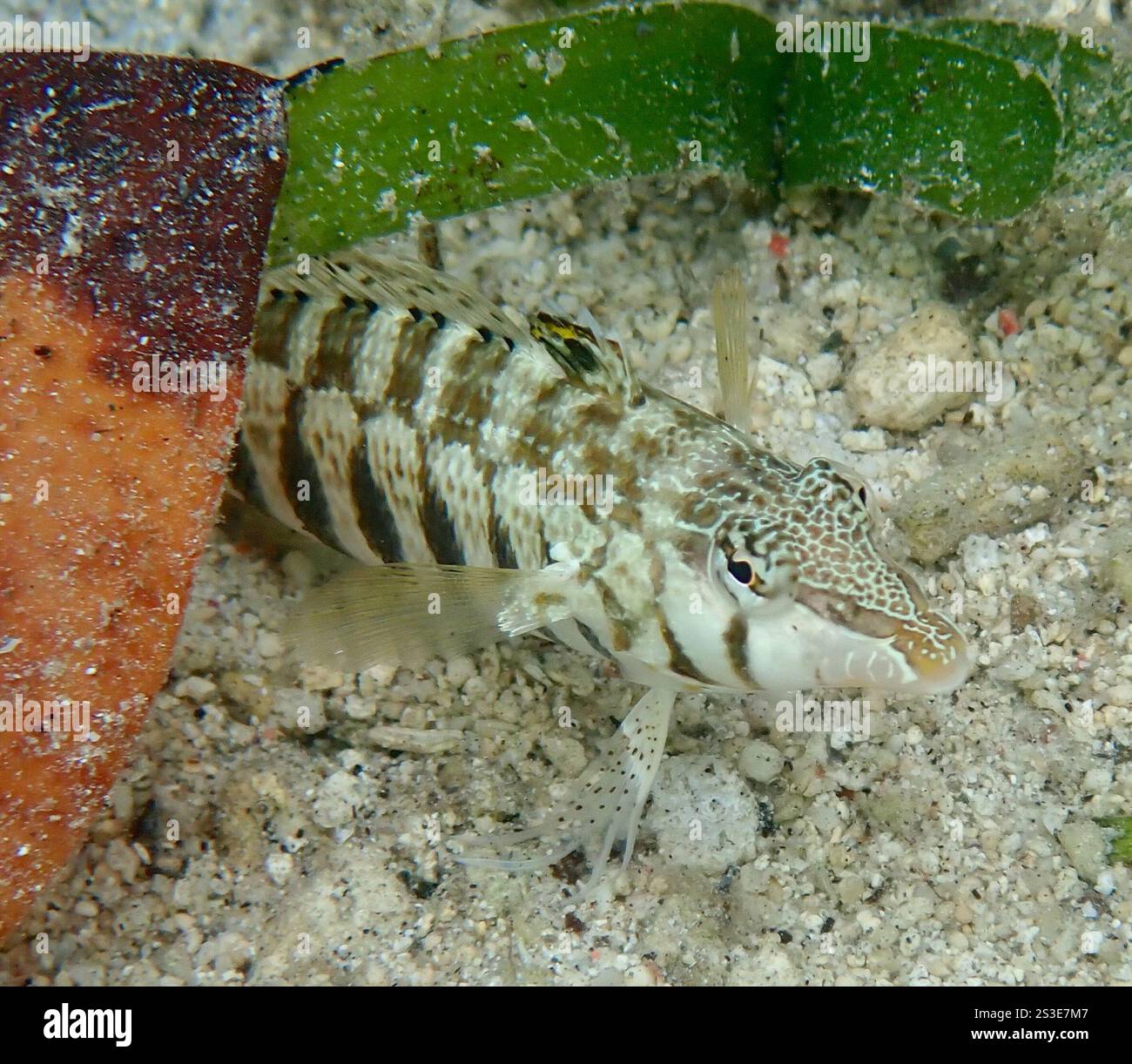 Sharpnose Sandperch (Parapercis cylindrica Stock Photo - Alamy