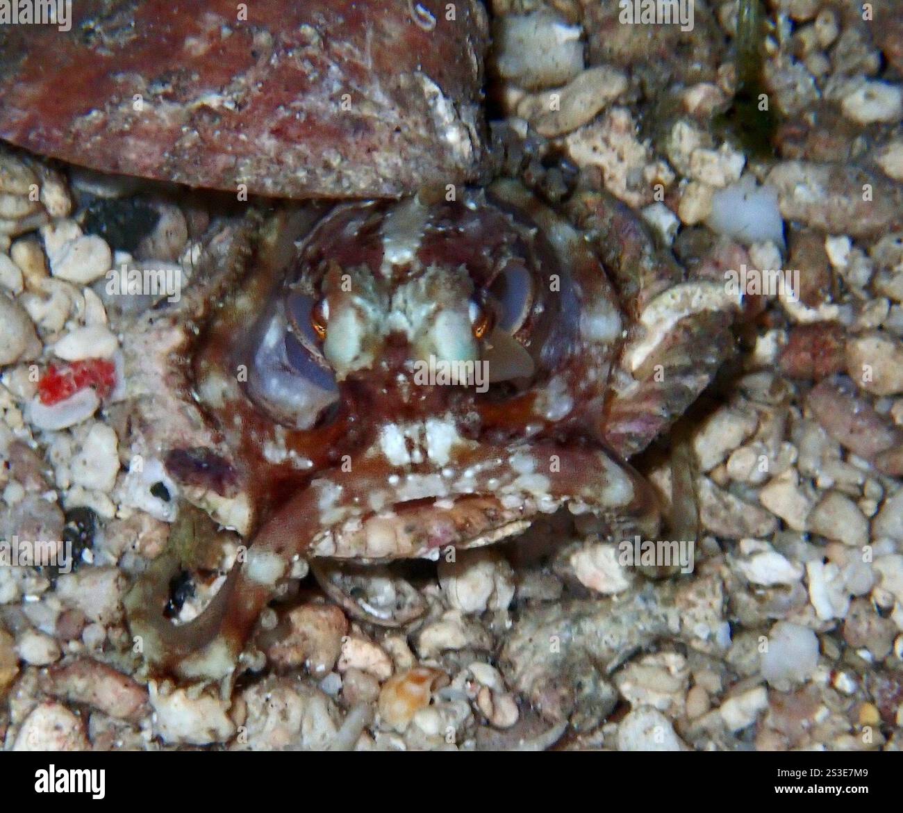 Typical Octopuses (Octopodidae Stock Photo - Alamy