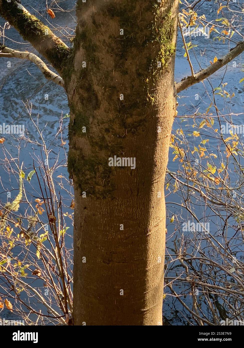 white alder (Alnus rhombifolia Stock Photo - Alamy