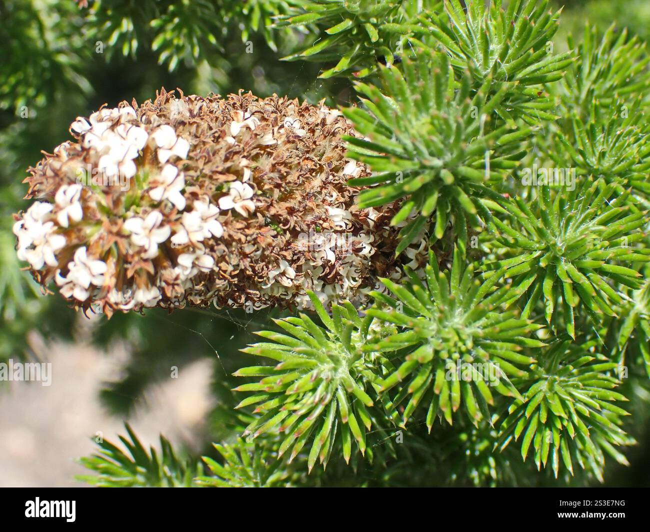 Foxy Slangbos (Stoebe alopecuroides Stock Photo - Alamy