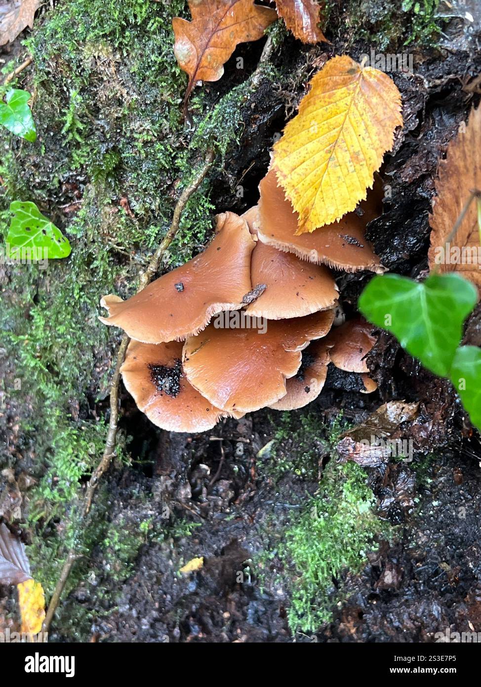 Common Stump Brittlestem (Psathyrella piluliformis Stock Photo - Alamy