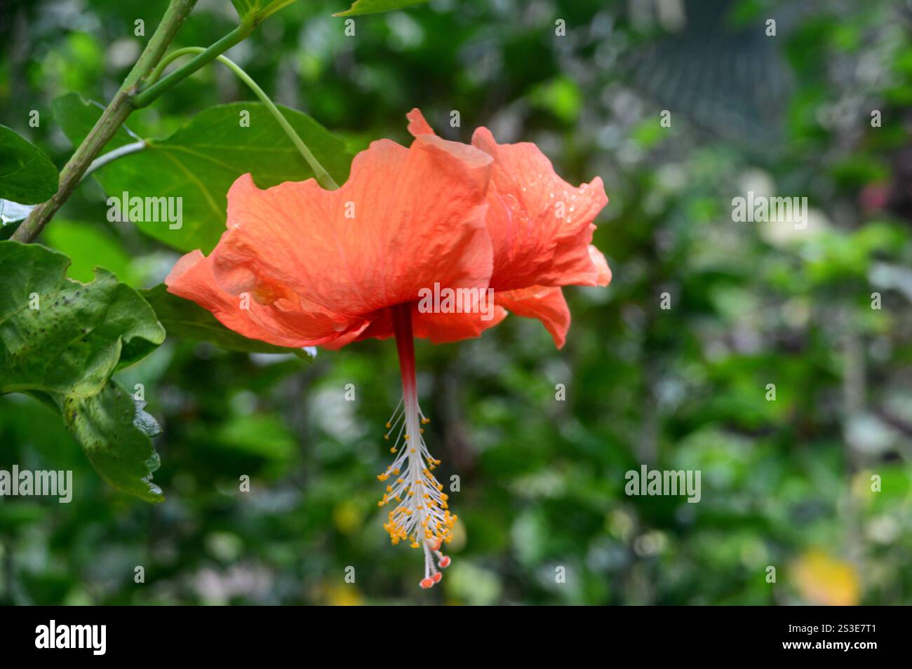 Mauritius mandrinette hibiscus hi-res stock photography and images - Alamy