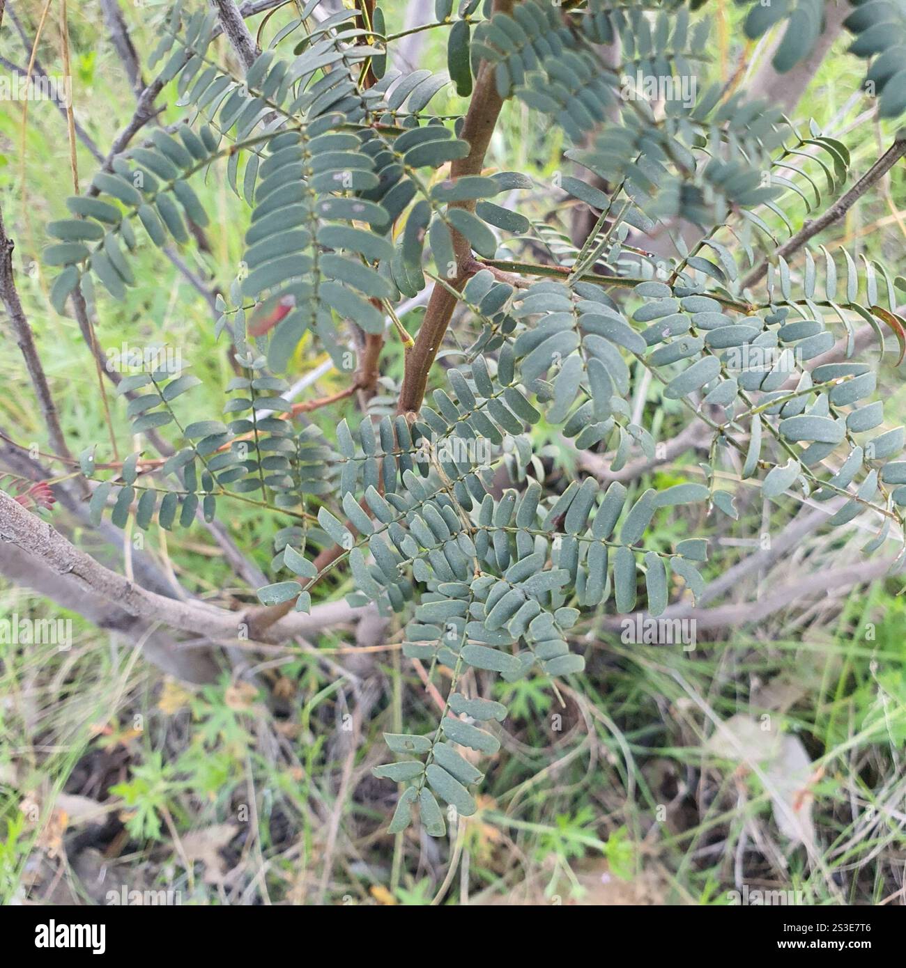 Red Stem Wattle (Acacia rubida Stock Photo - Alamy