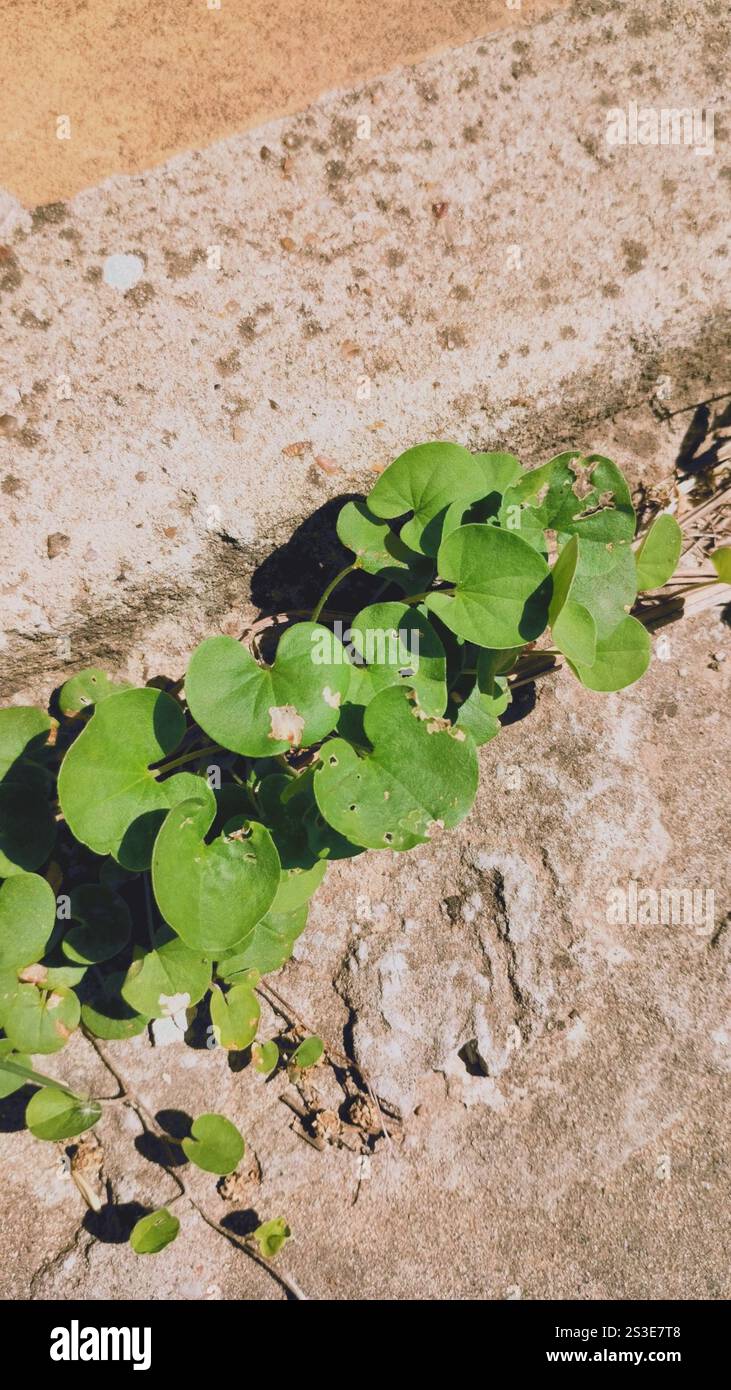 kidney weed (Dichondra repens Stock Photo - Alamy