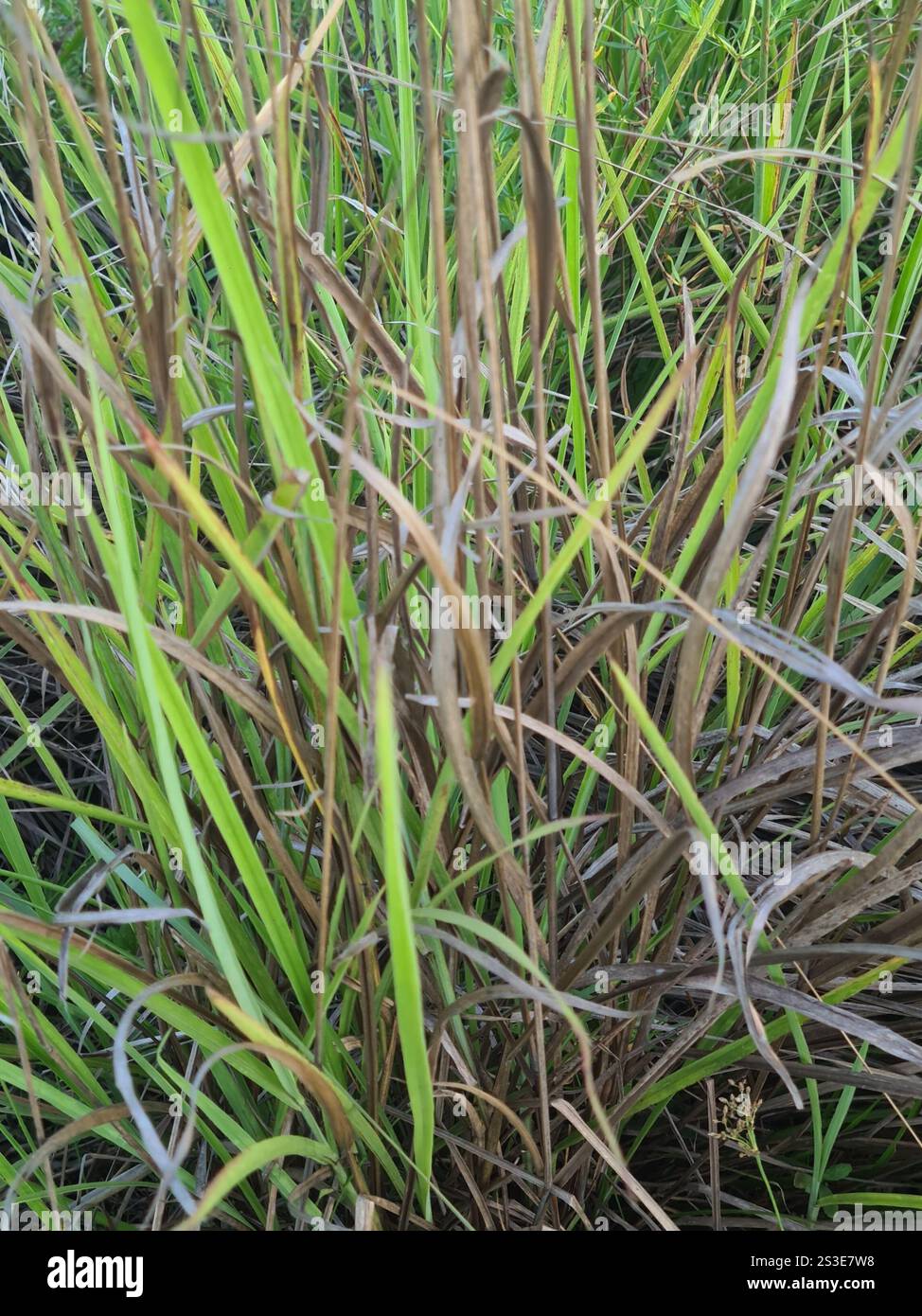 bristlegrasses, bluestems, paspalums, and allies (Panicoideae Stock ...