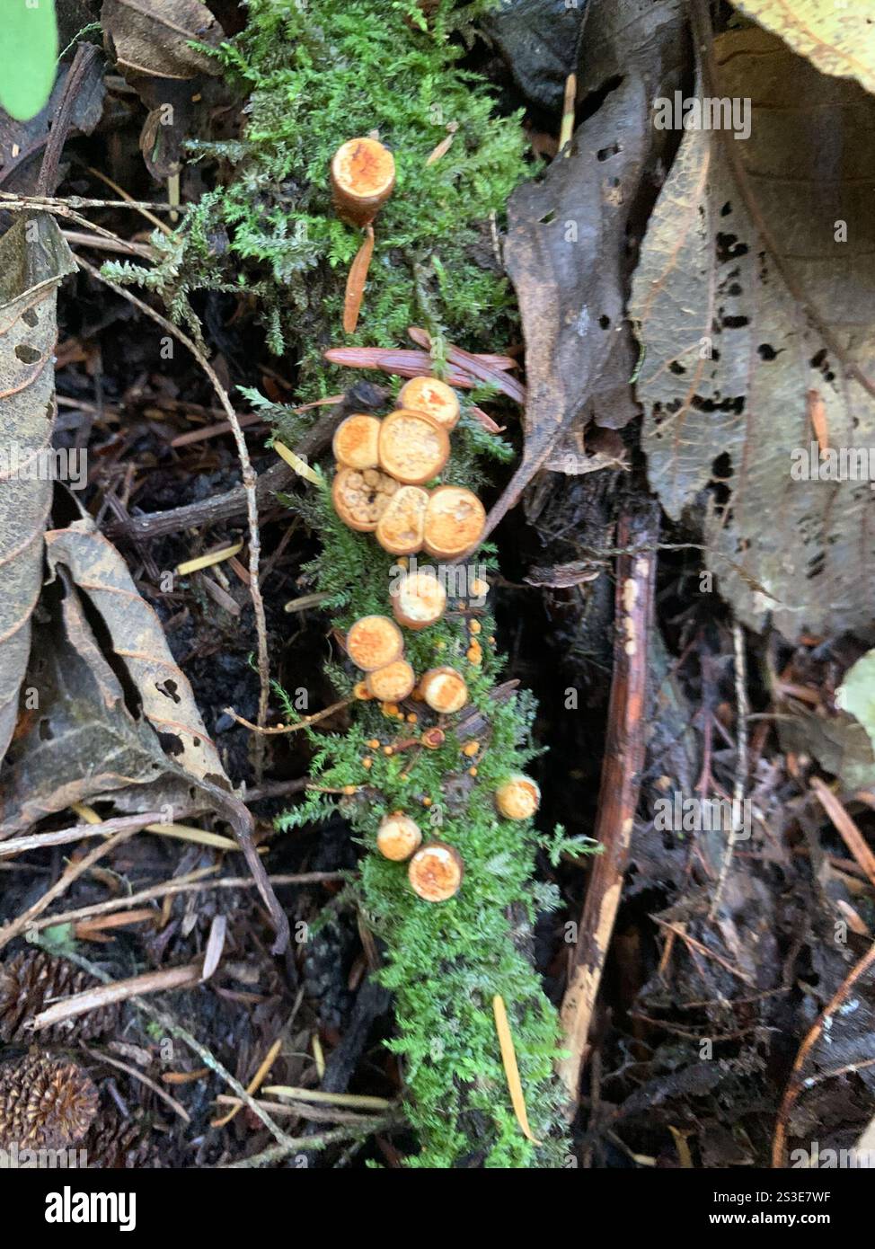 bird's nest fungi (Nidulariaceae Stock Photo - Alamy
