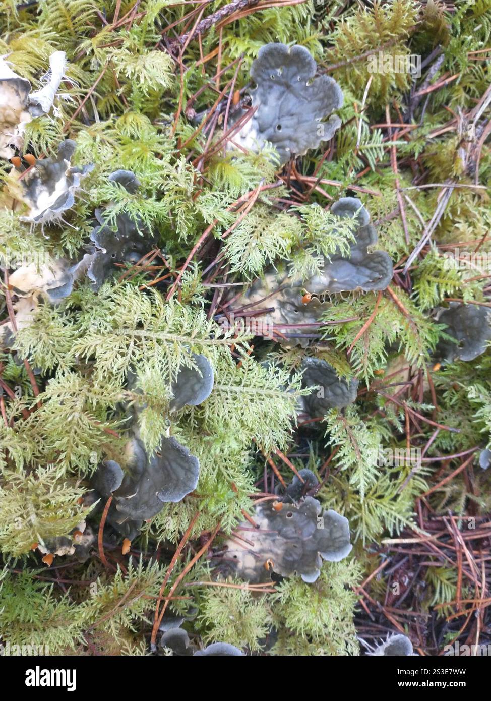 membranous pelt lichen (Peltigera membranacea Stock Photo - Alamy