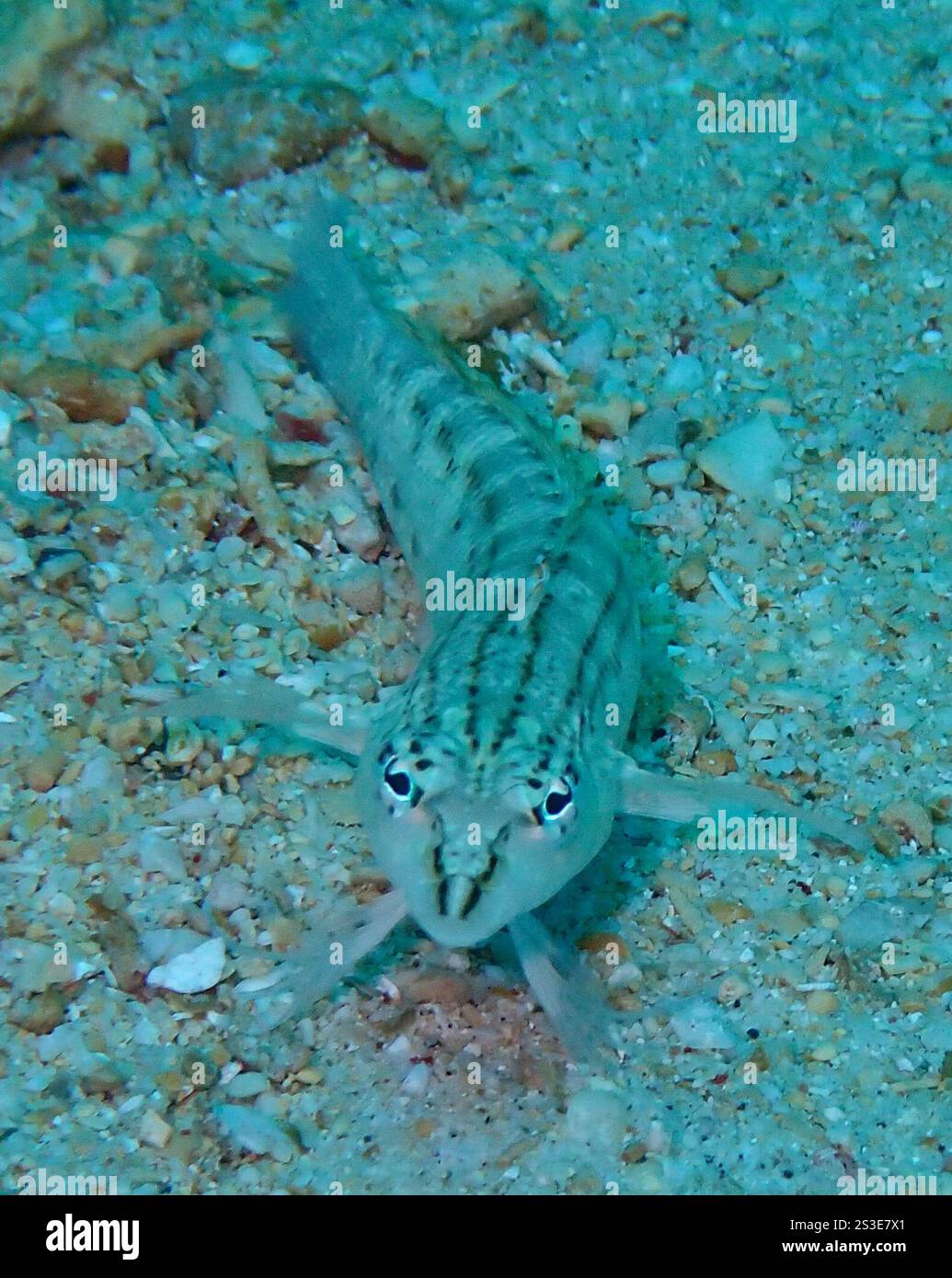 Nosestripe Sandperch (Parapercis lineopunctata Stock Photo - Alamy
