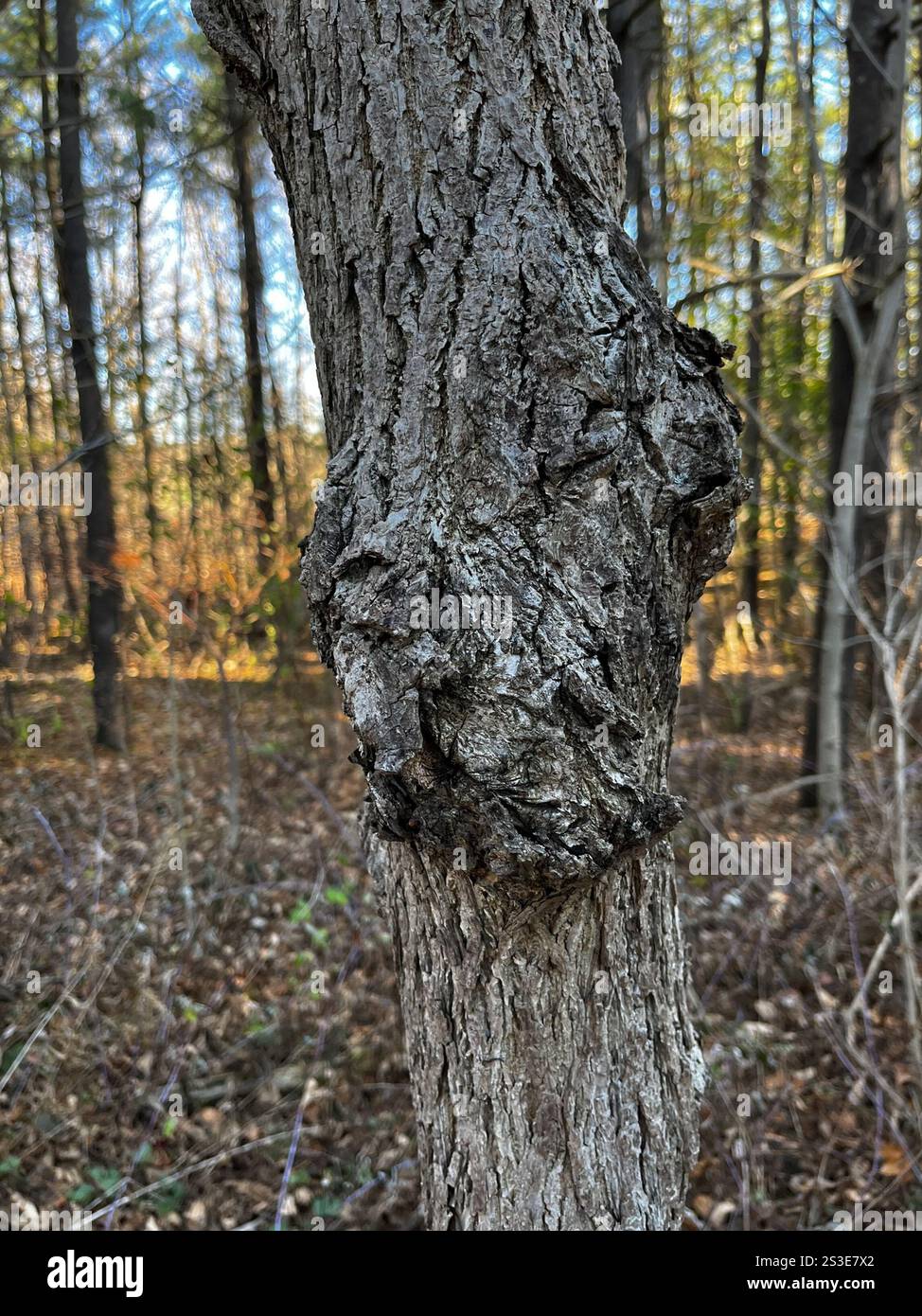 bacterial crown gall (Agrobacterium radiobacter Stock Photo - Alamy