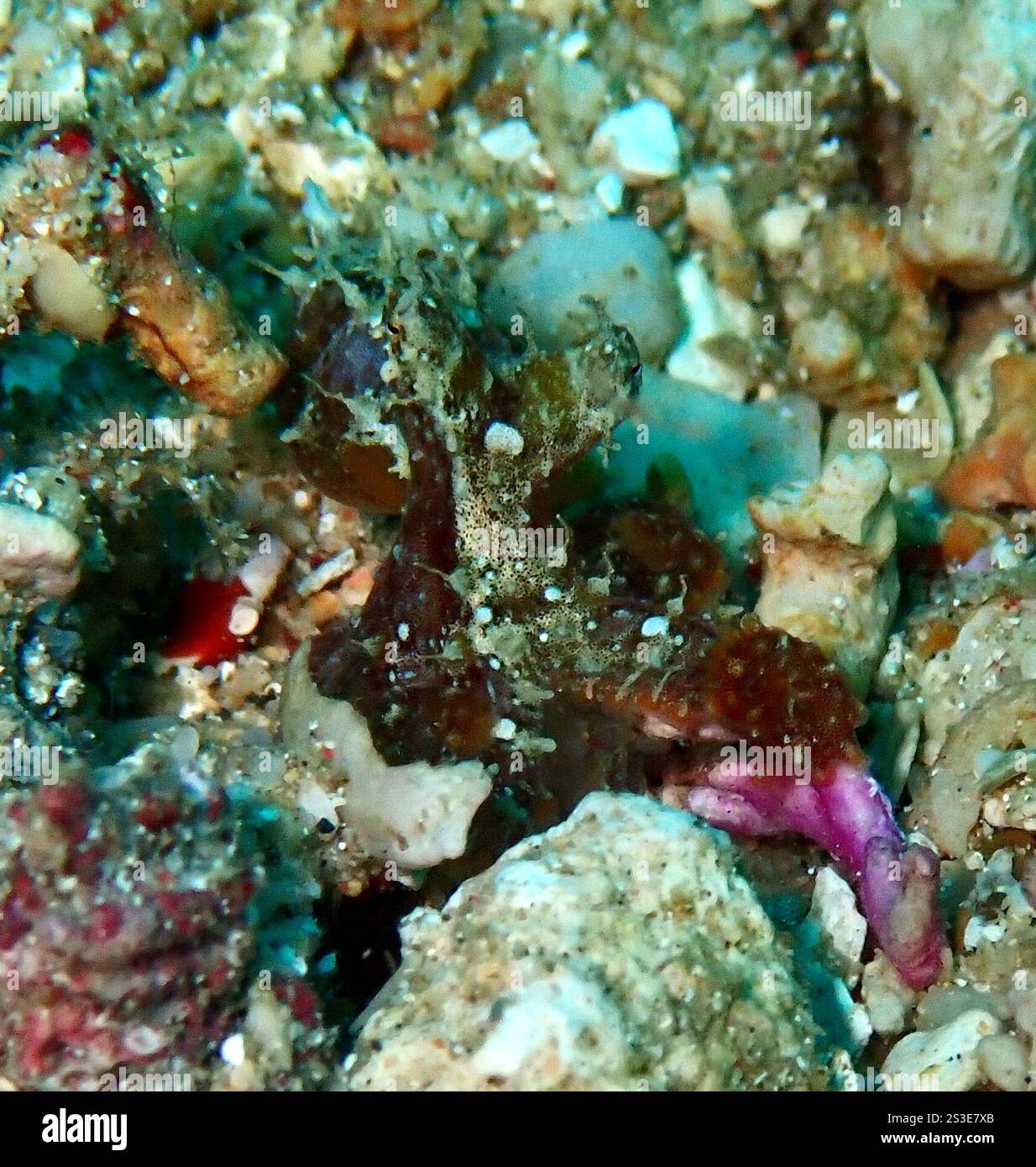Indo-Pacific Longarm Octopuses (Abdopus Stock Photo - Alamy