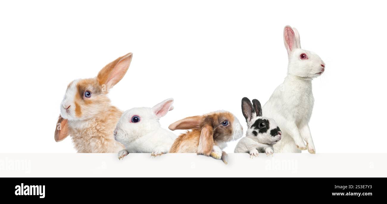 groups of different rabbitss leaning on a empty web banner to place ...