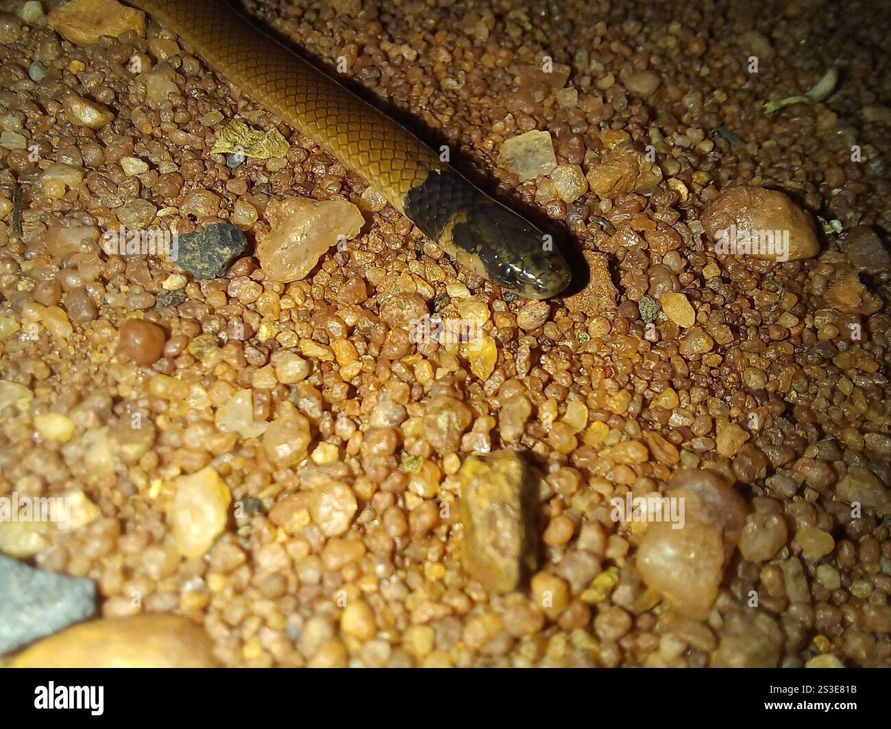 Cape Centipede-Eater (Aparallactus capensis Stock Photo - Alamy